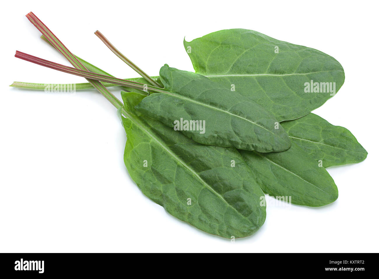 Sorrel vegetable leaf closeup isolated on white Stock Photo - Alamy