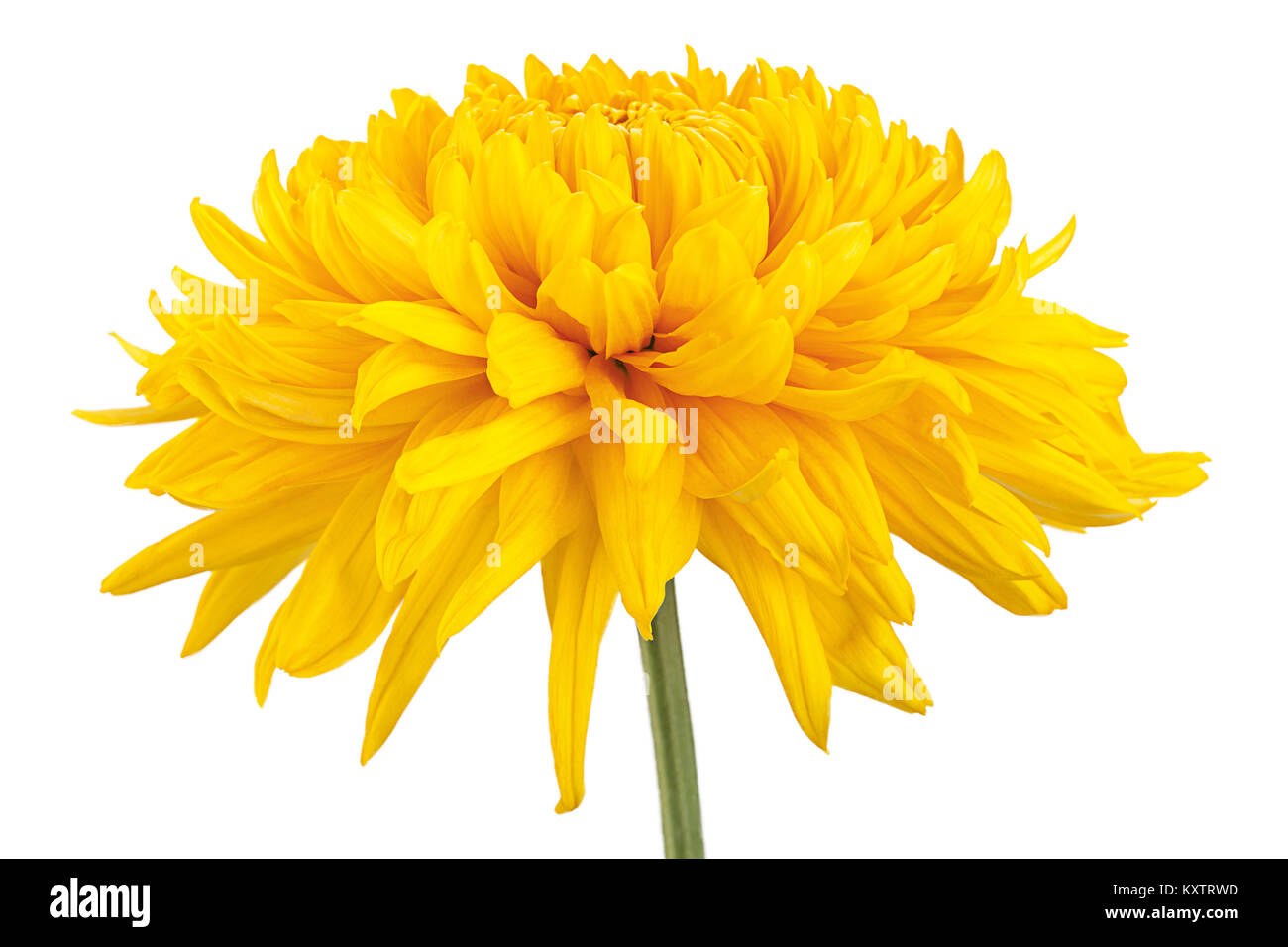 Yellow chrysanthemum flower closeup background Stock Photo - Alamy