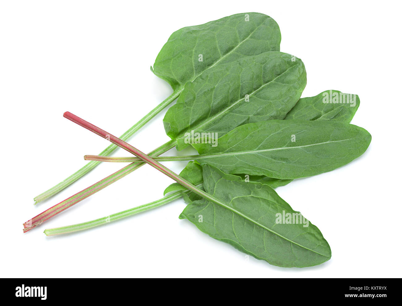 Sorrel vegetable leaf closeup isolated on white Stock Photo - Alamy