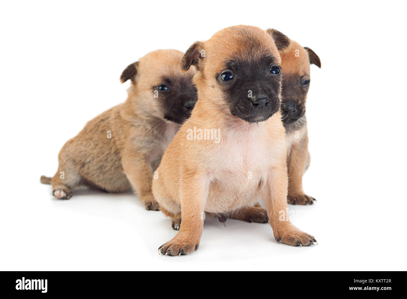 Young yellow puppy closeup isolated on white background Stock Photo - Alamy