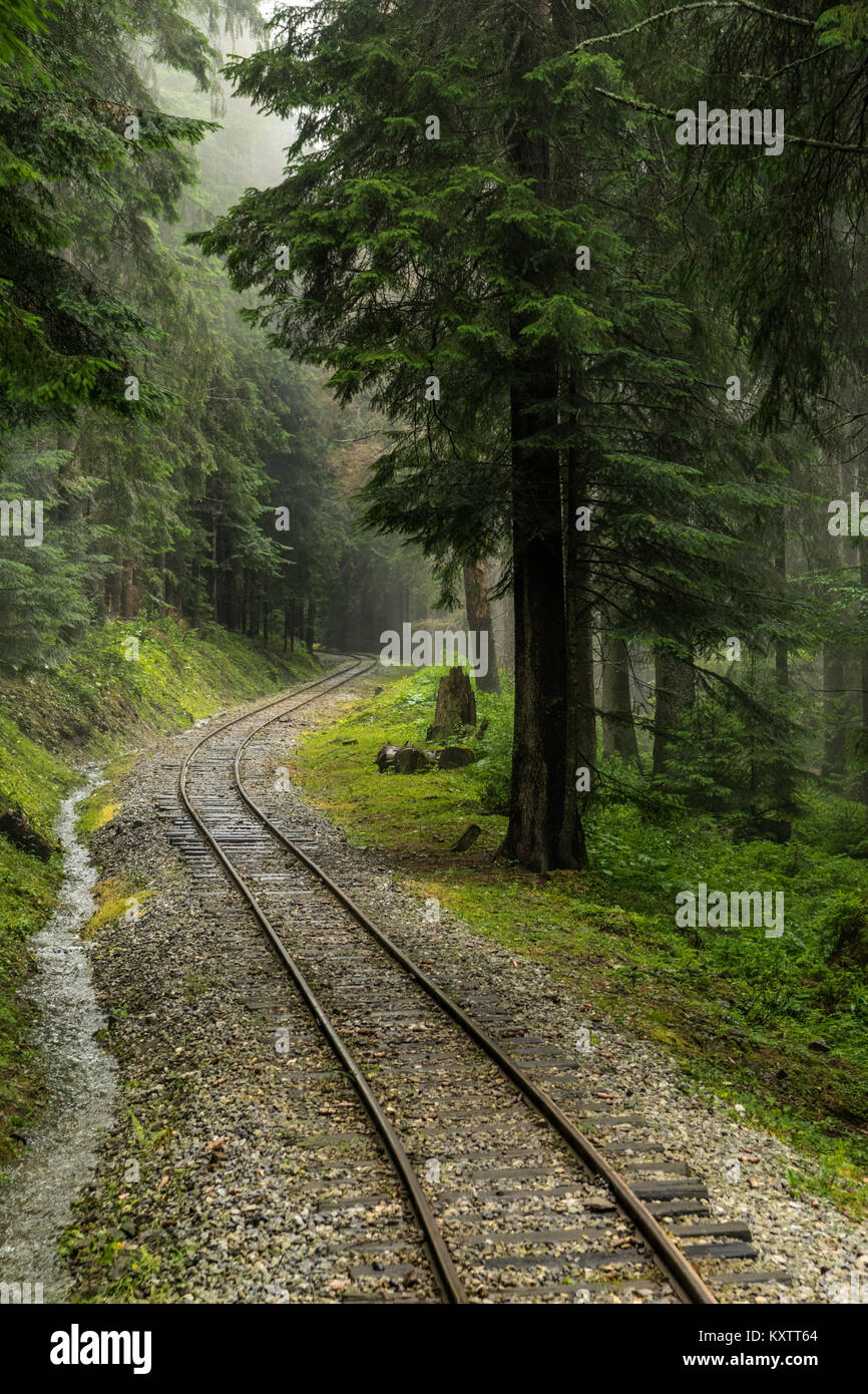 Old railroad leading through forest Stock Photo - Alamy