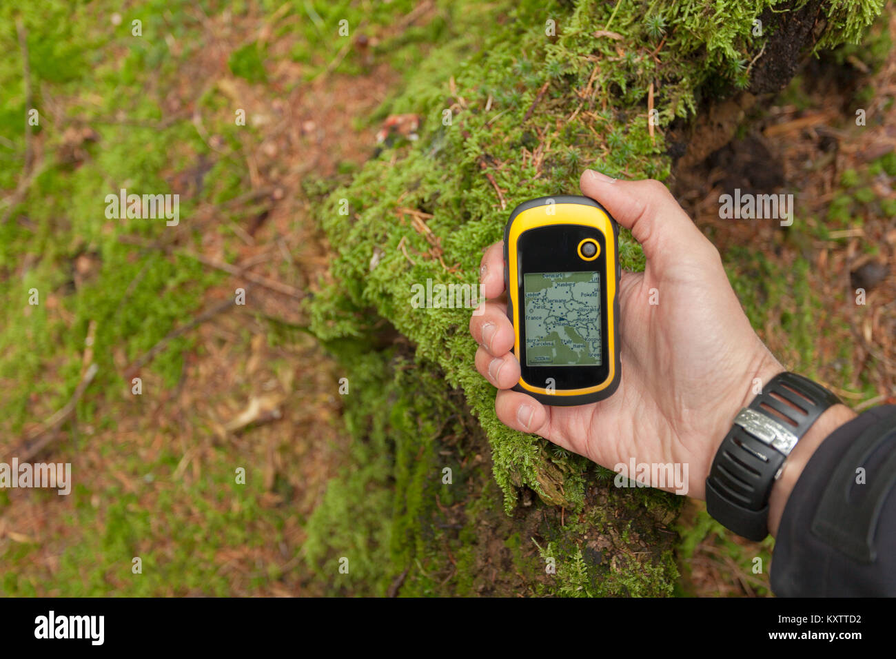 finding the right position in the forest with a gps Stock Photo - Alamy