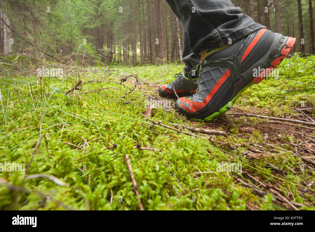 walking in the woods long a path Stock Photo - Alamy
