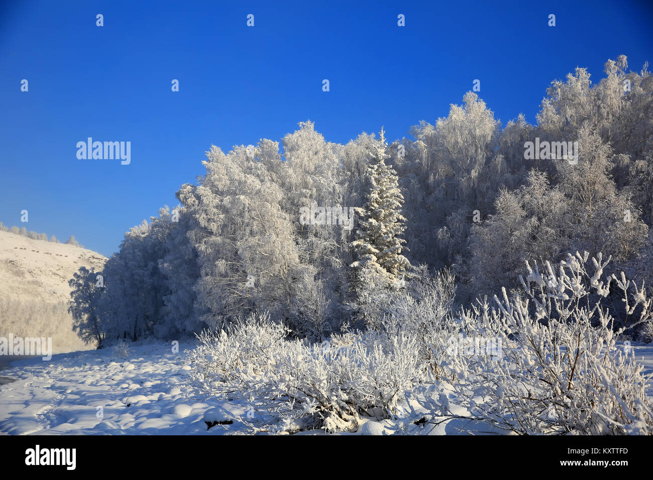 Winter landscape with snow trees Stock Photo - Alamy