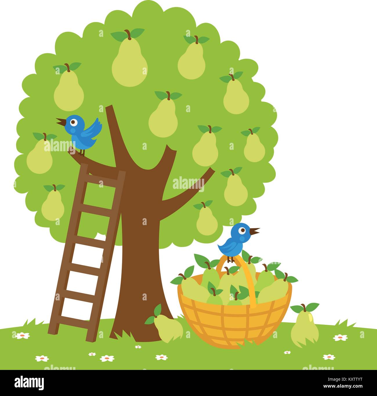 Pear tree, a ladder and a basket with harvested pears. Pear fruit ...