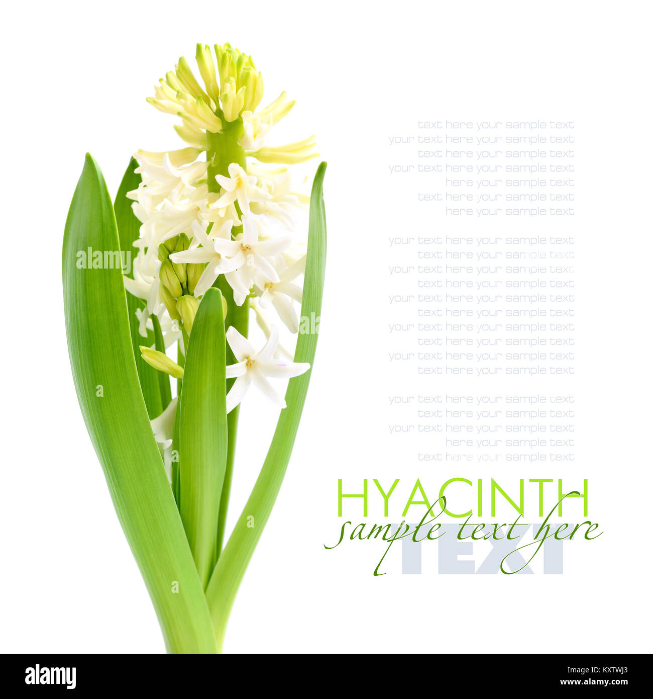 White hyacinth isolated on white background Stock Photo - Alamy