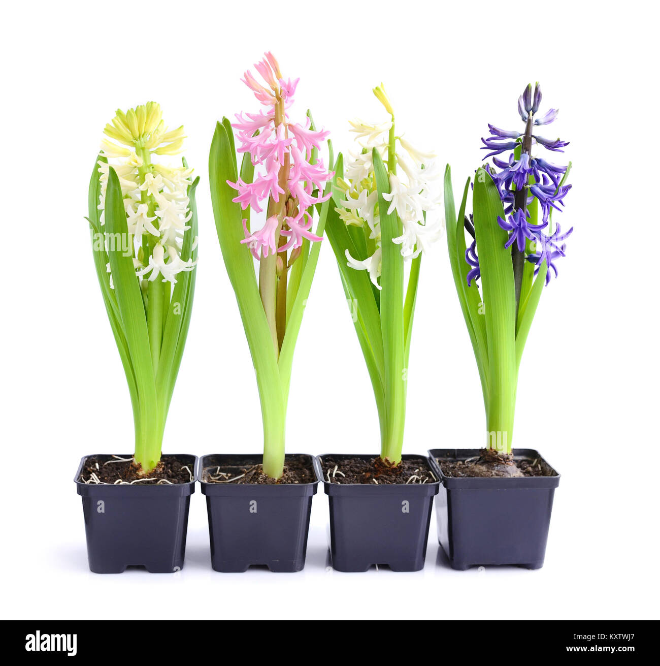 Vibrant multicolored hyacinth spring flowers isolated on white ...