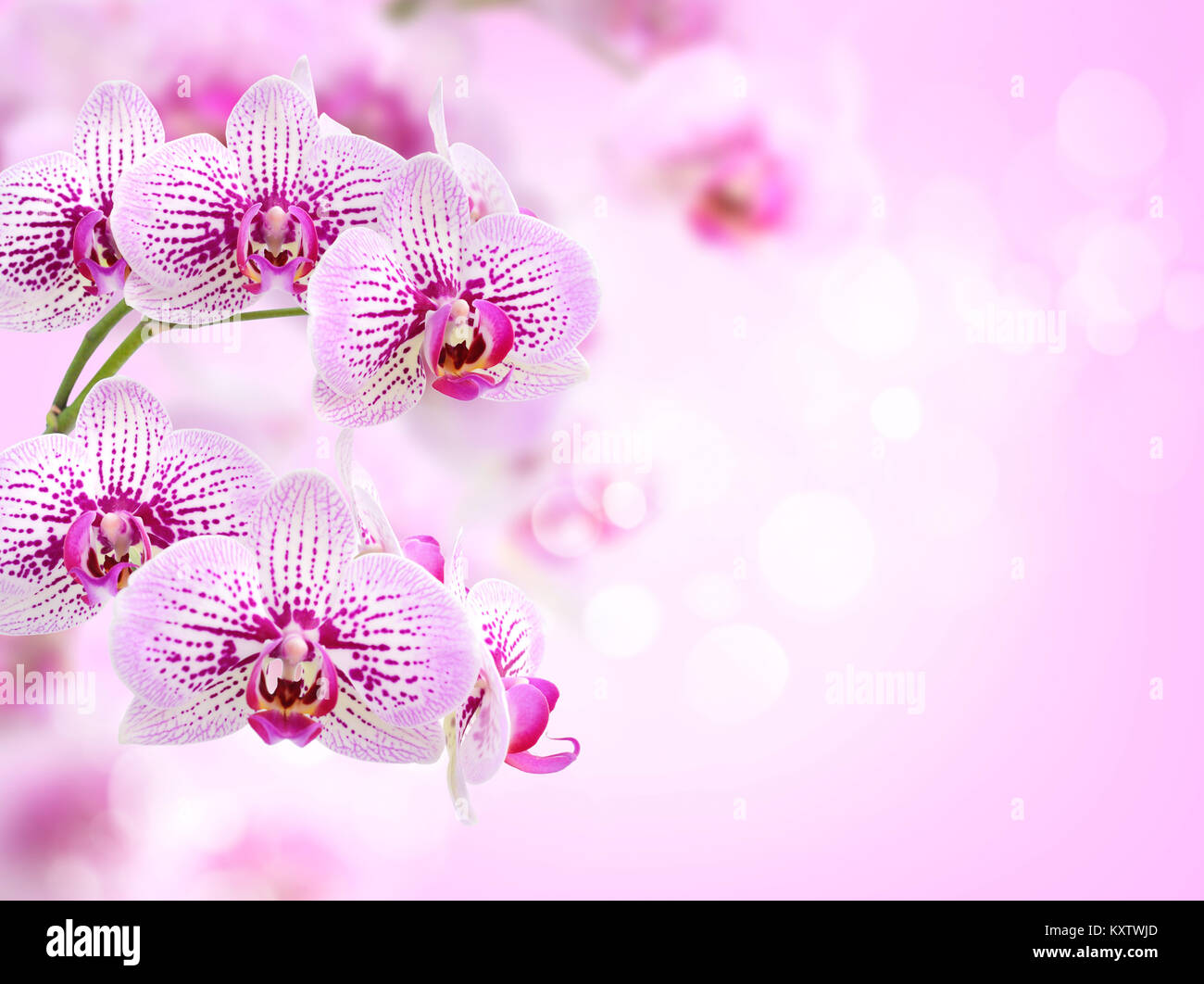 Floral background of tropical orchids Stock Photo - Alamy