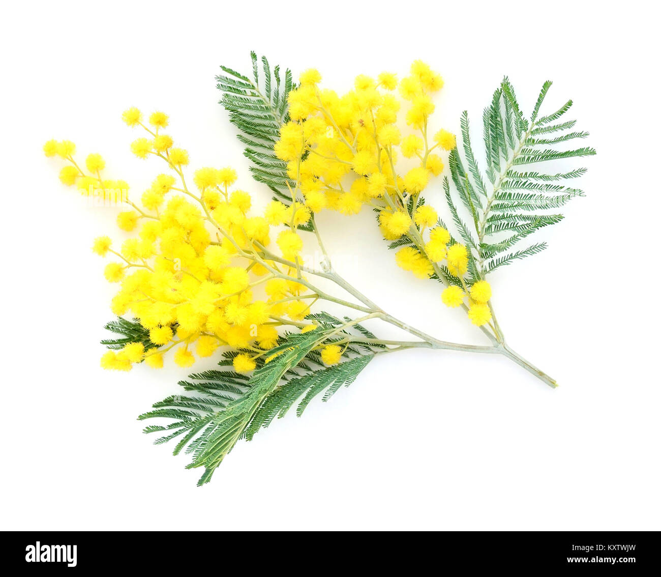 Wattle branch hi-res stock photography and images - Alamy