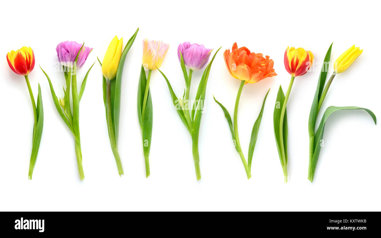 Set of different color tulips isolated on white background. Top view ...