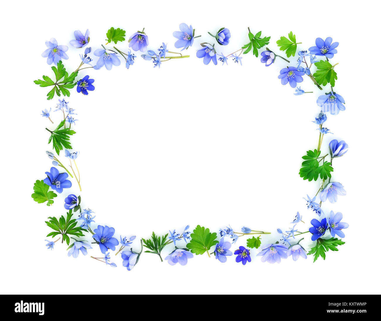 Floral rectangle made of blue spring flowers on white background. Top ...