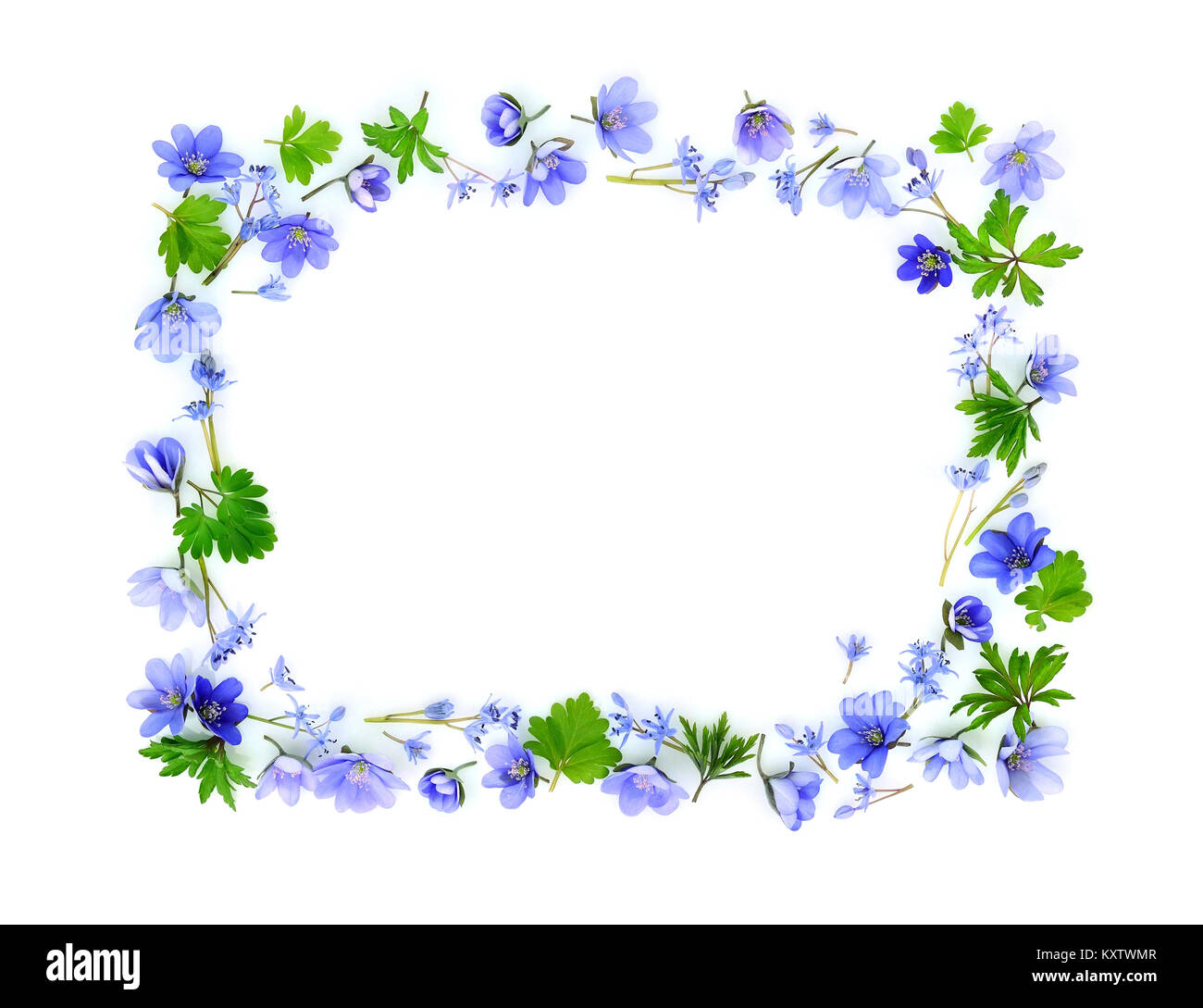 Floral rectangle made of blue spring flowers on white background. Top ...
