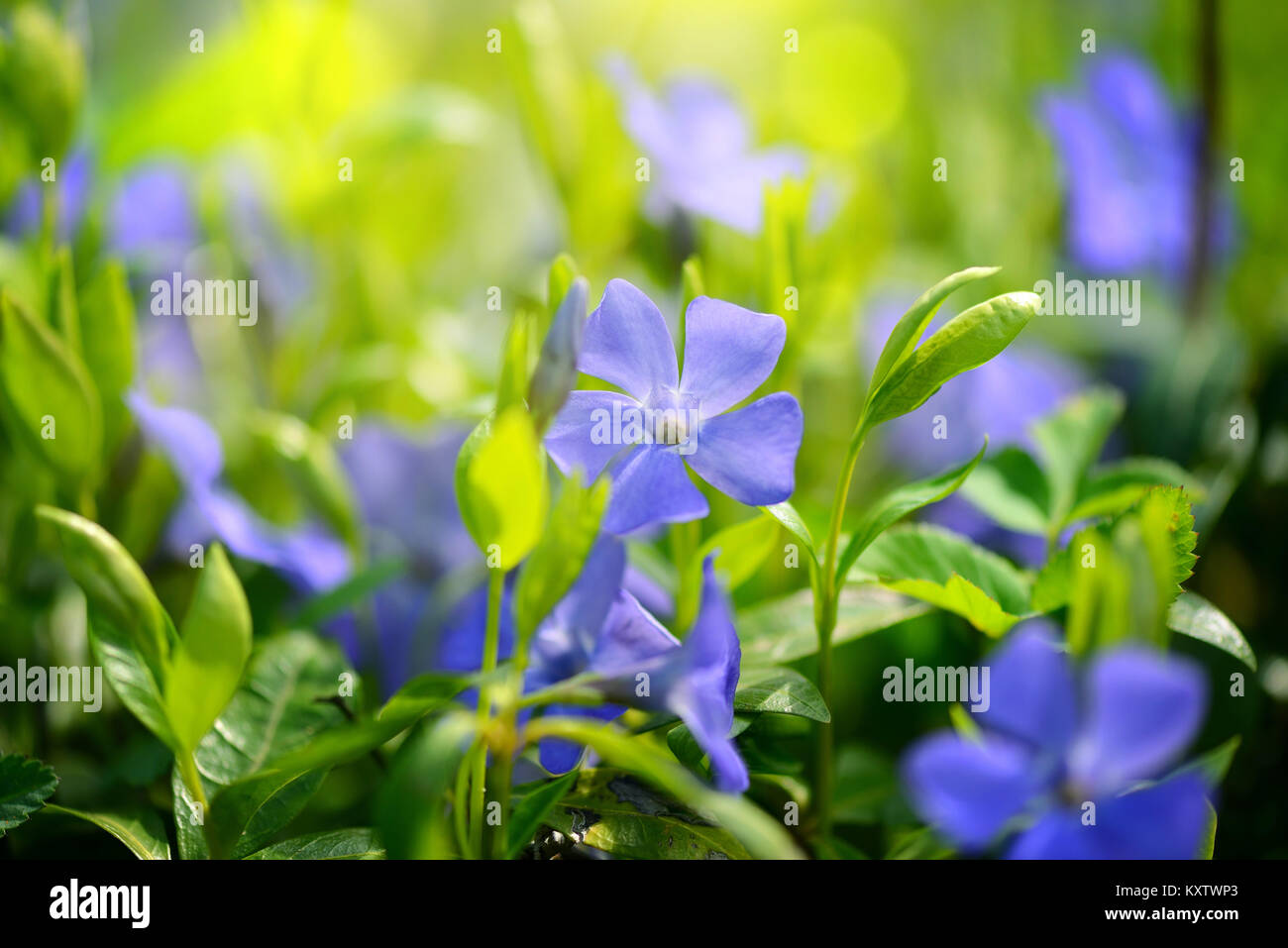Periwinkle wildflower hi-res stock photography and images - Alamy