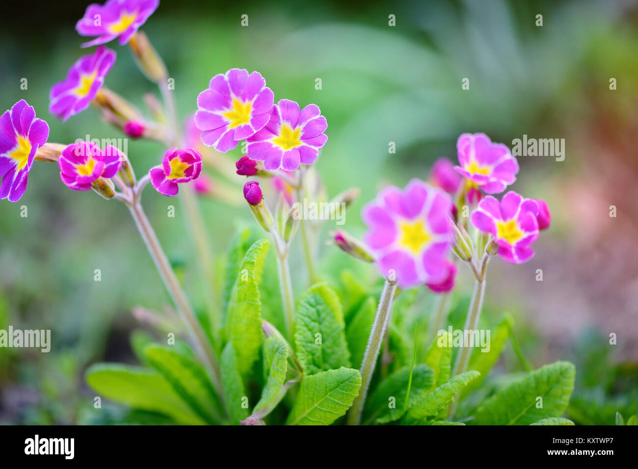 Juliana primrose hi-res stock photography and images - Alamy