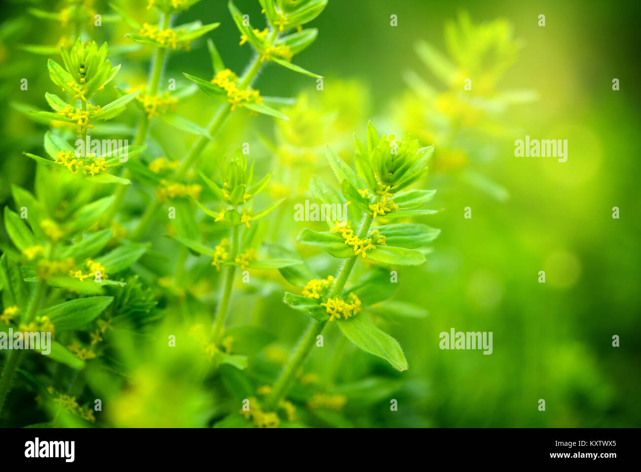 Flowering Cruciata plants with flowers in the meadow Stock Photo - Alamy
