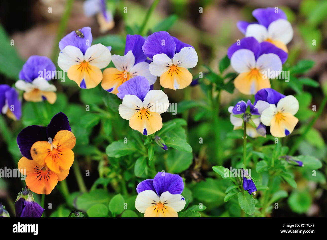 Pensee flower hi-res stock photography and images - Alamy