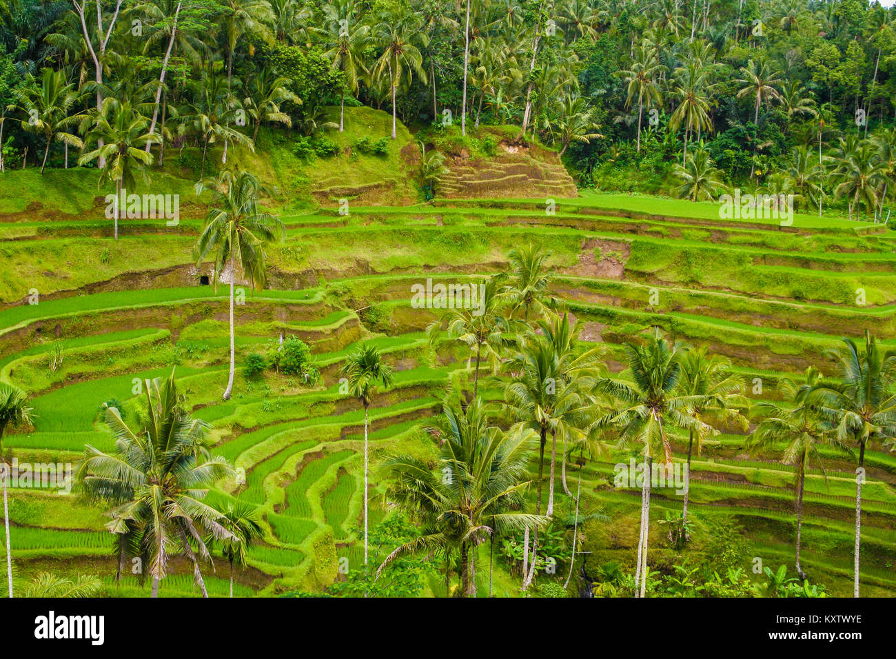 Subak irrigation system hi-res stock photography and images - Alamy