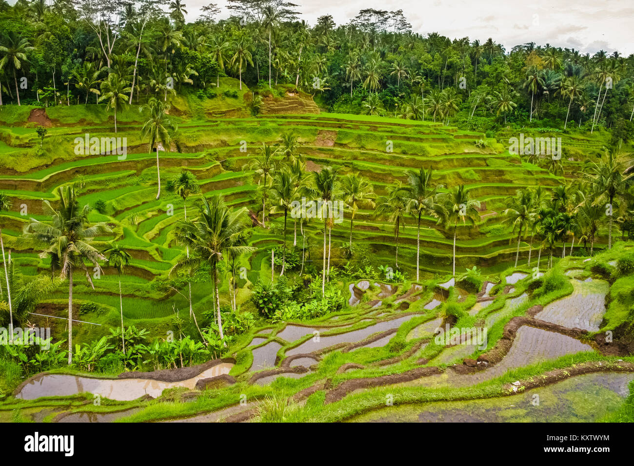 Subak ancient hi-res stock photography and images - Alamy
