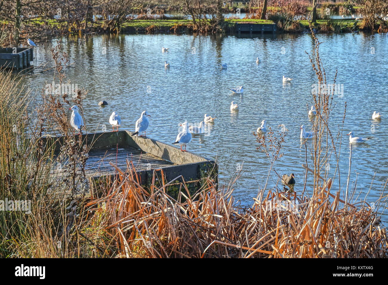 Northala Fields, Northolt, London, United Kingdom Stock Photo - Alamy