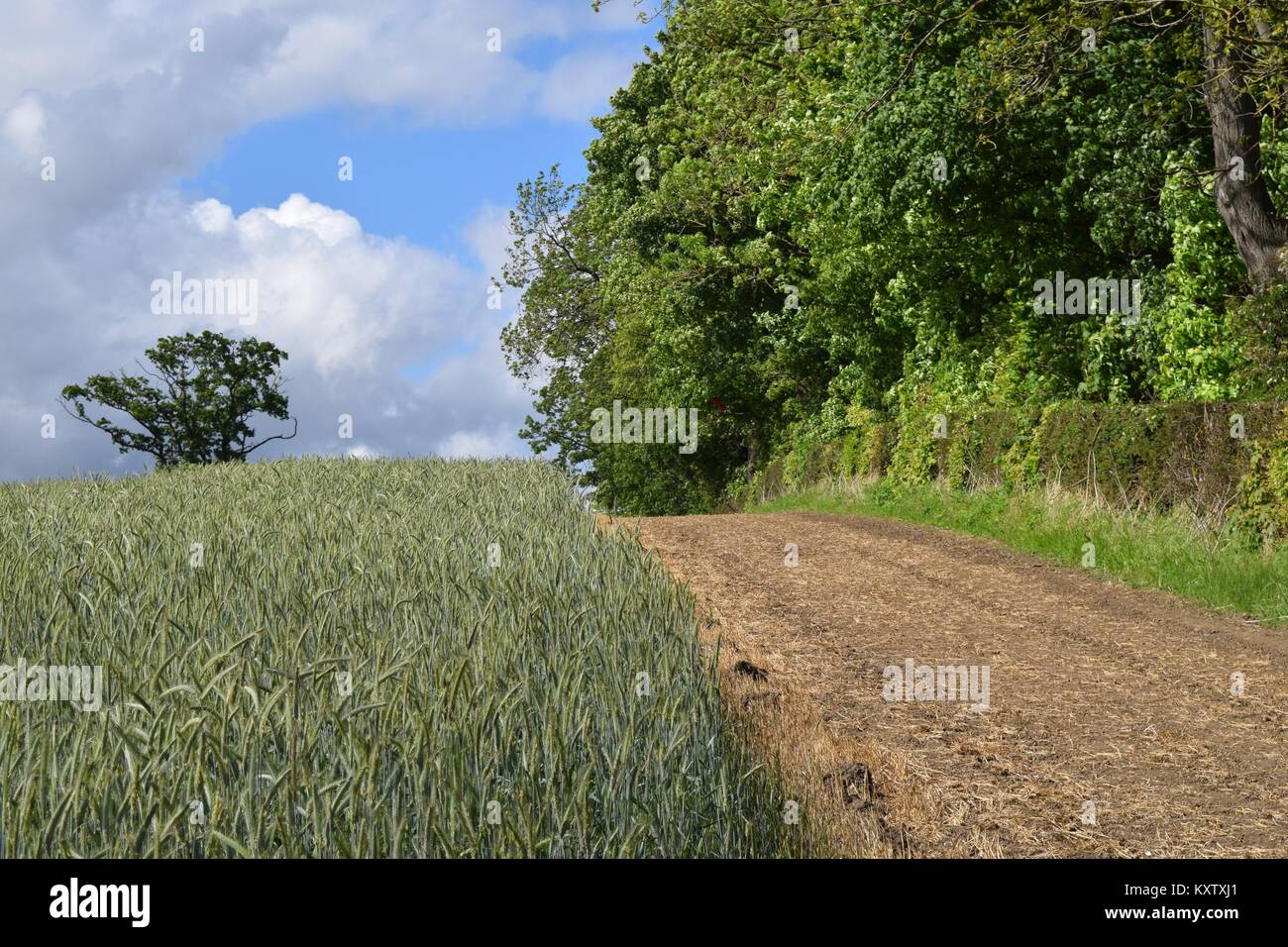 Field and woodlands in Spring Stock Photo - Alamy