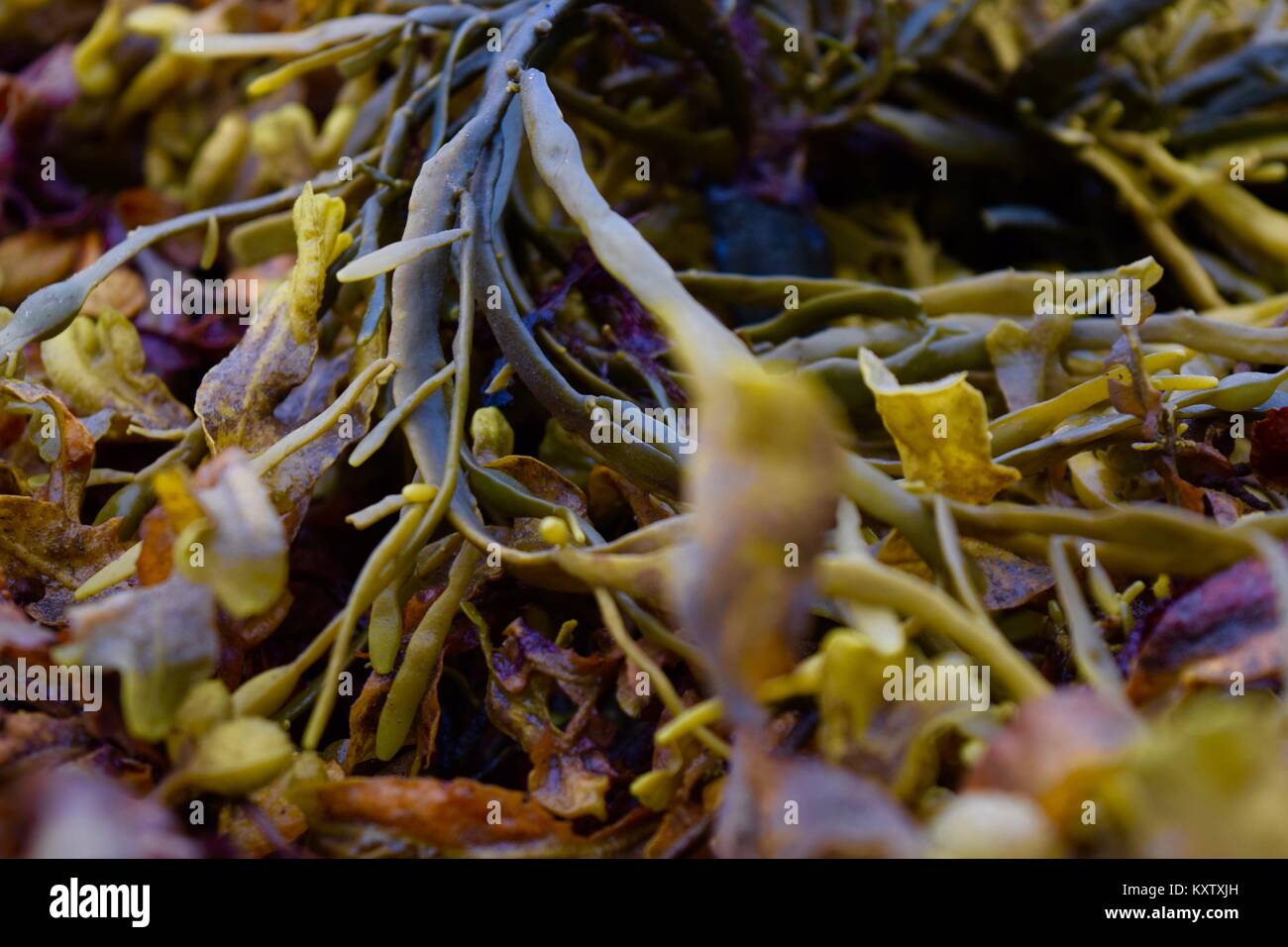 Close up of Seaweed Stock Photo - Alamy