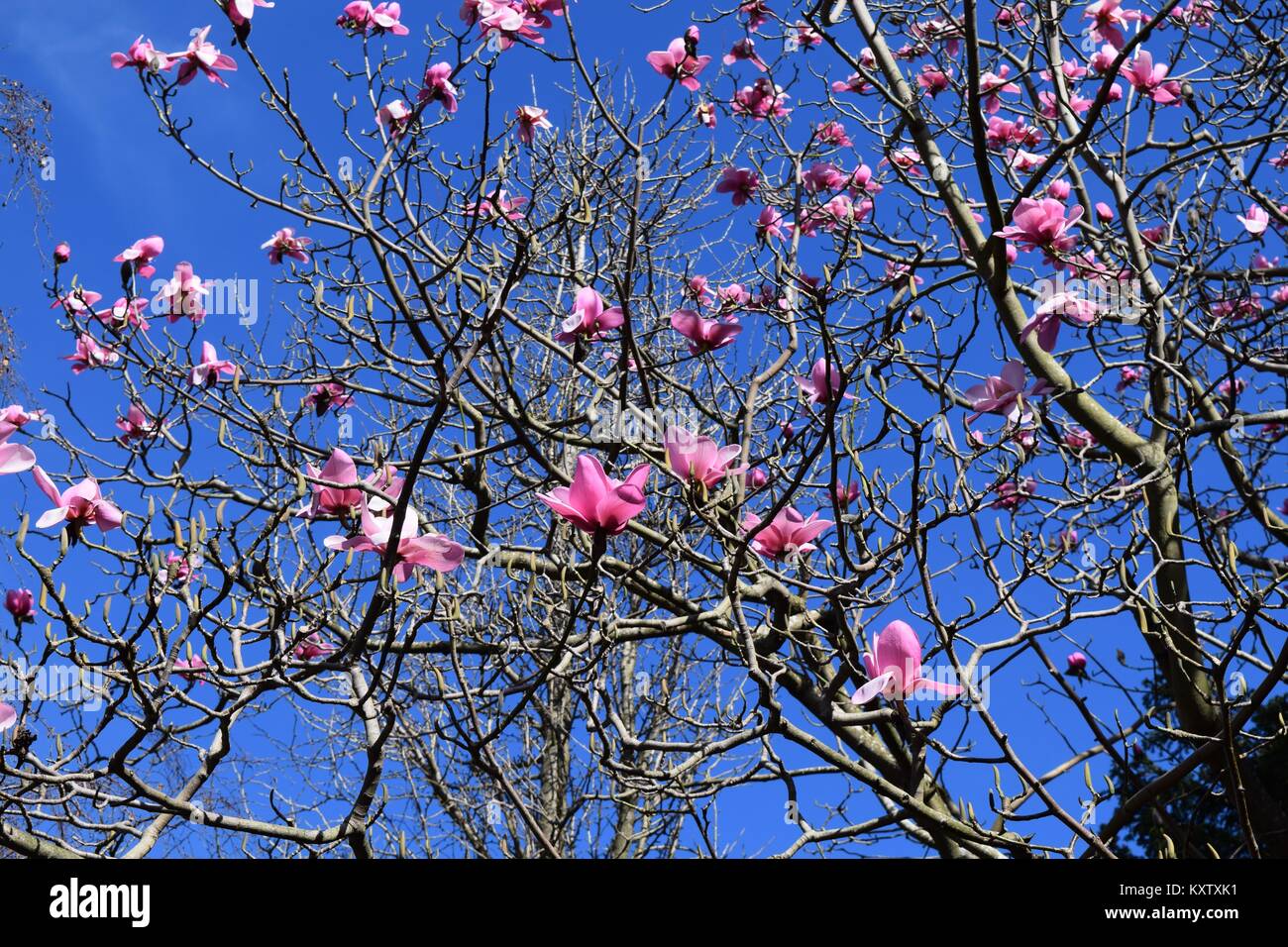 Botanic flowers in Spring Stock Photo - Alamy