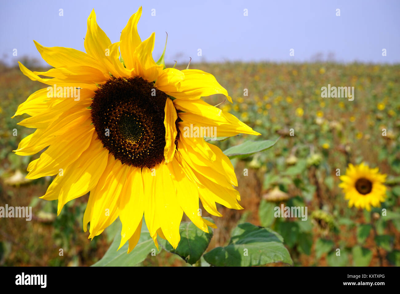 Big sunflower on the farm field Stock Photo - Alamy