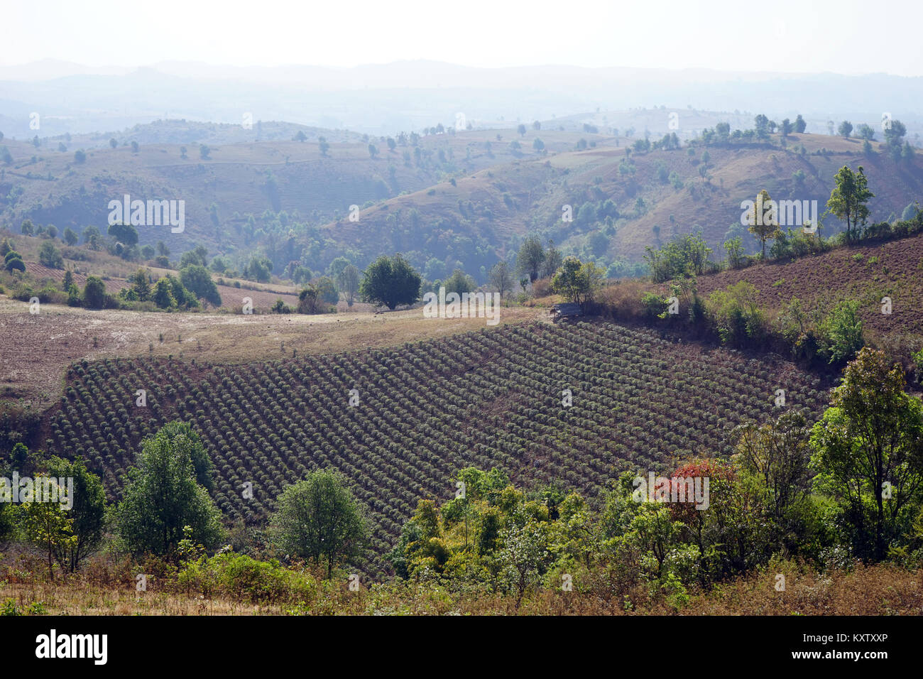 Tea plantation on the hill near Pindaya, Myanmar Stock Photo - Alamy