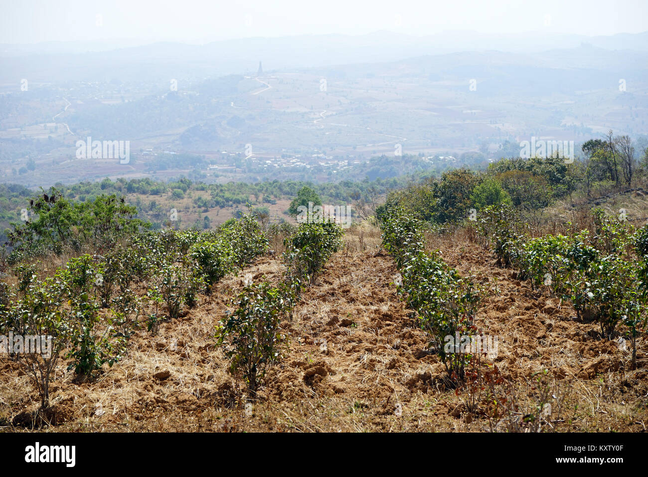 Myanmar tea plantation hi-res stock photography and images - Alamy