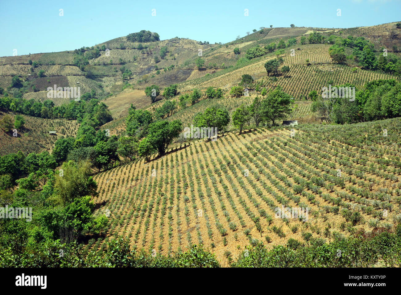 Myanmar tea plantation hi-res stock photography and images - Alamy