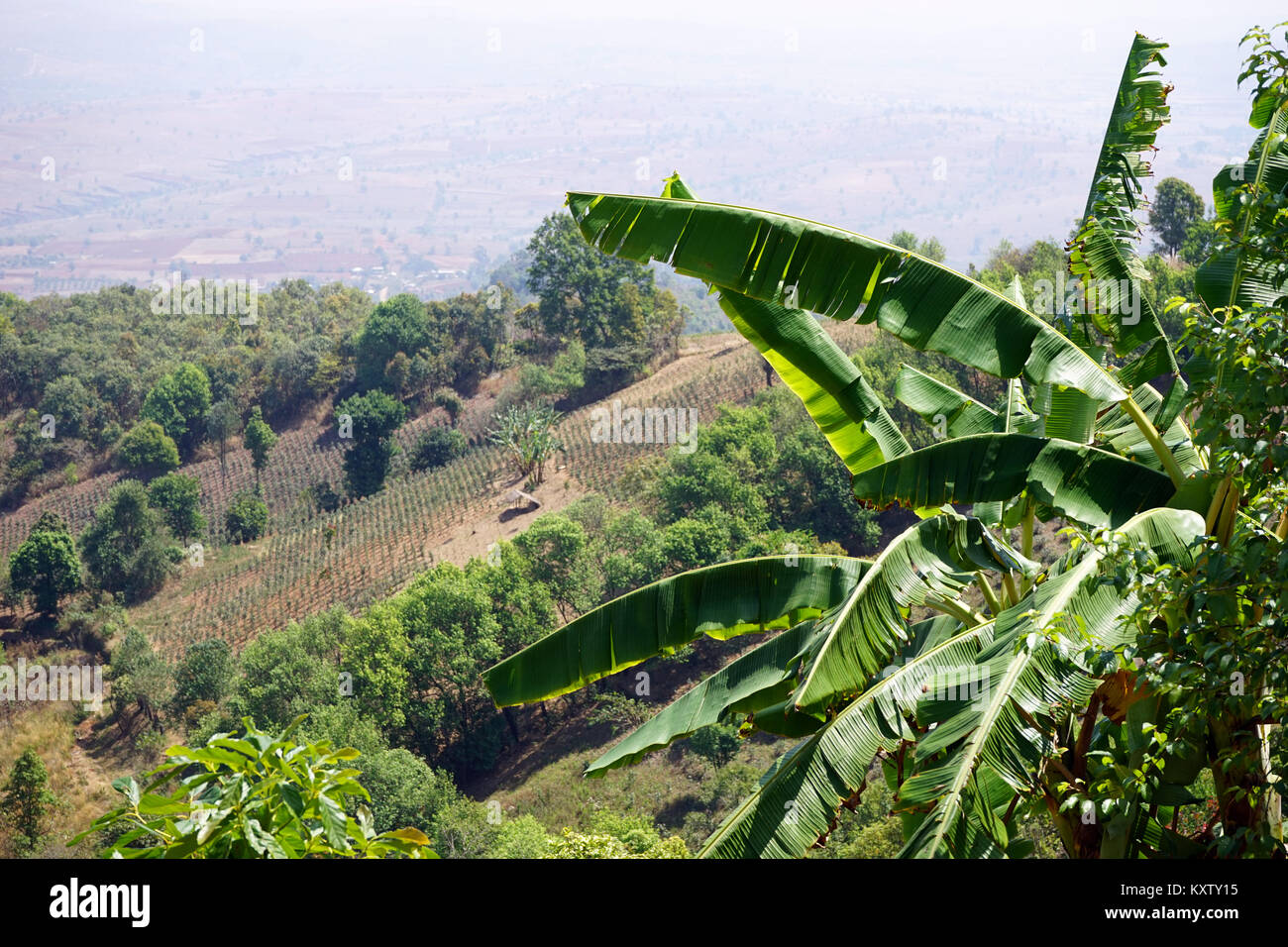 Banana and tea plantation on the hill near Pindaya, Myanmar Stock Photo ...