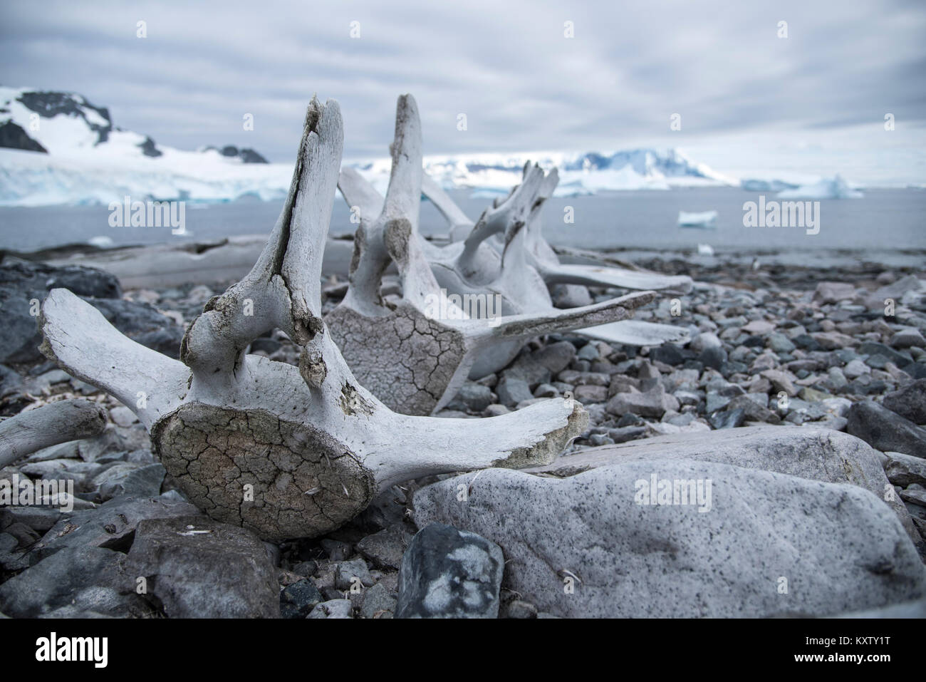 Antarctic harsh landscape hi-res stock photography and images - Alamy