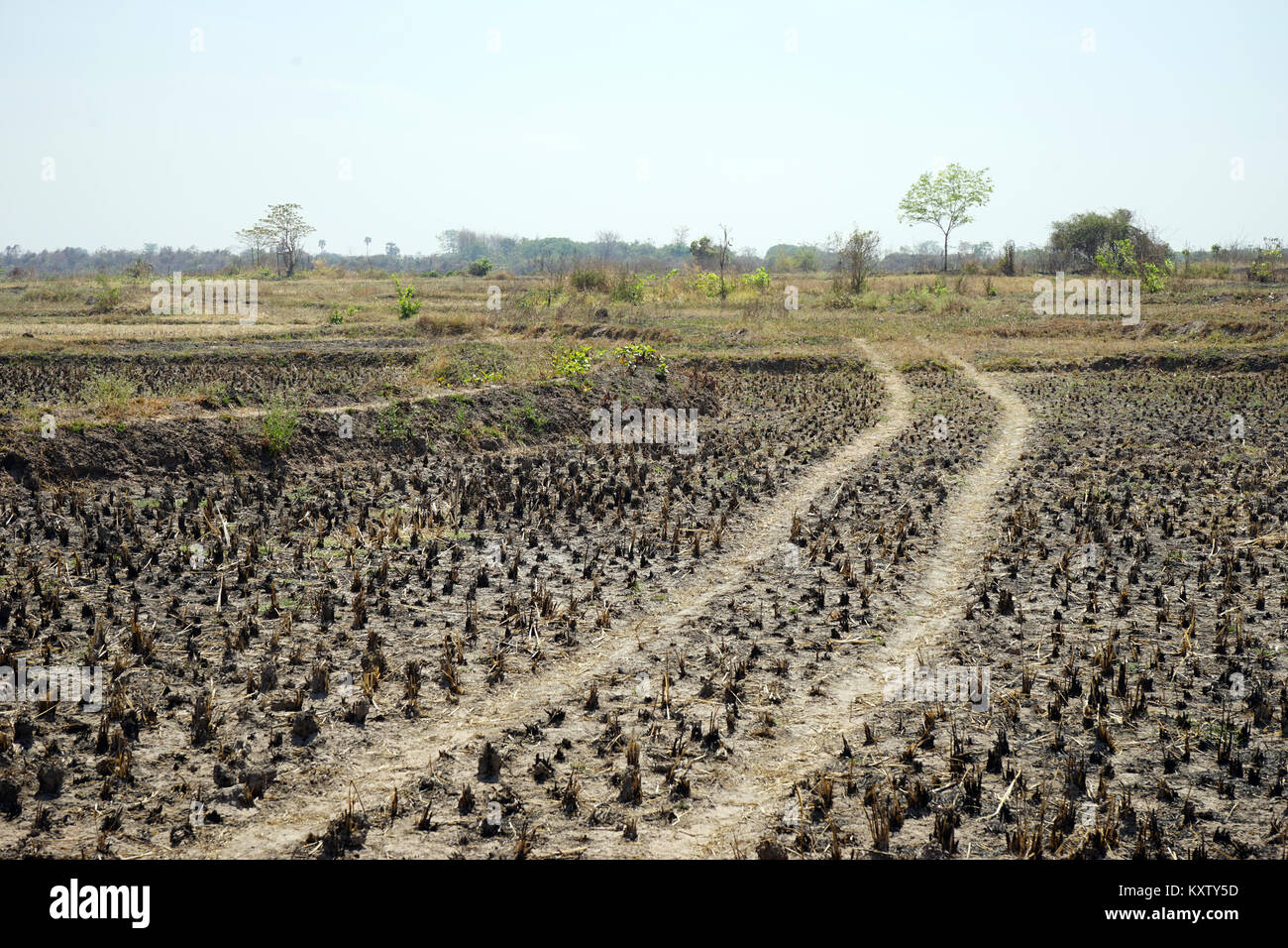 Track on the dry rice field in Myanmar Stock Photo - Alamy