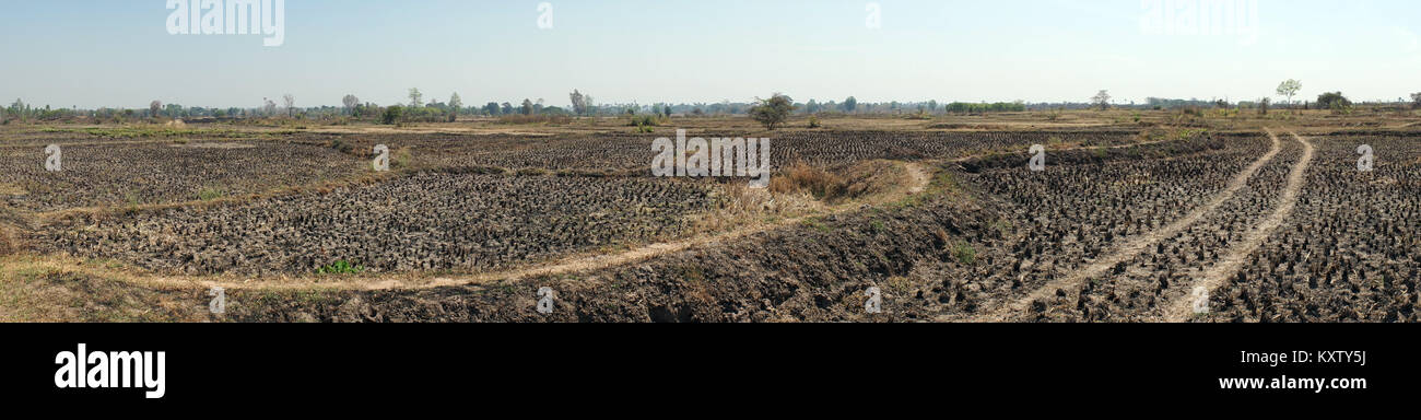 Panorama of dry rice fields after harvest in Myanmar Stock Photo - Alamy