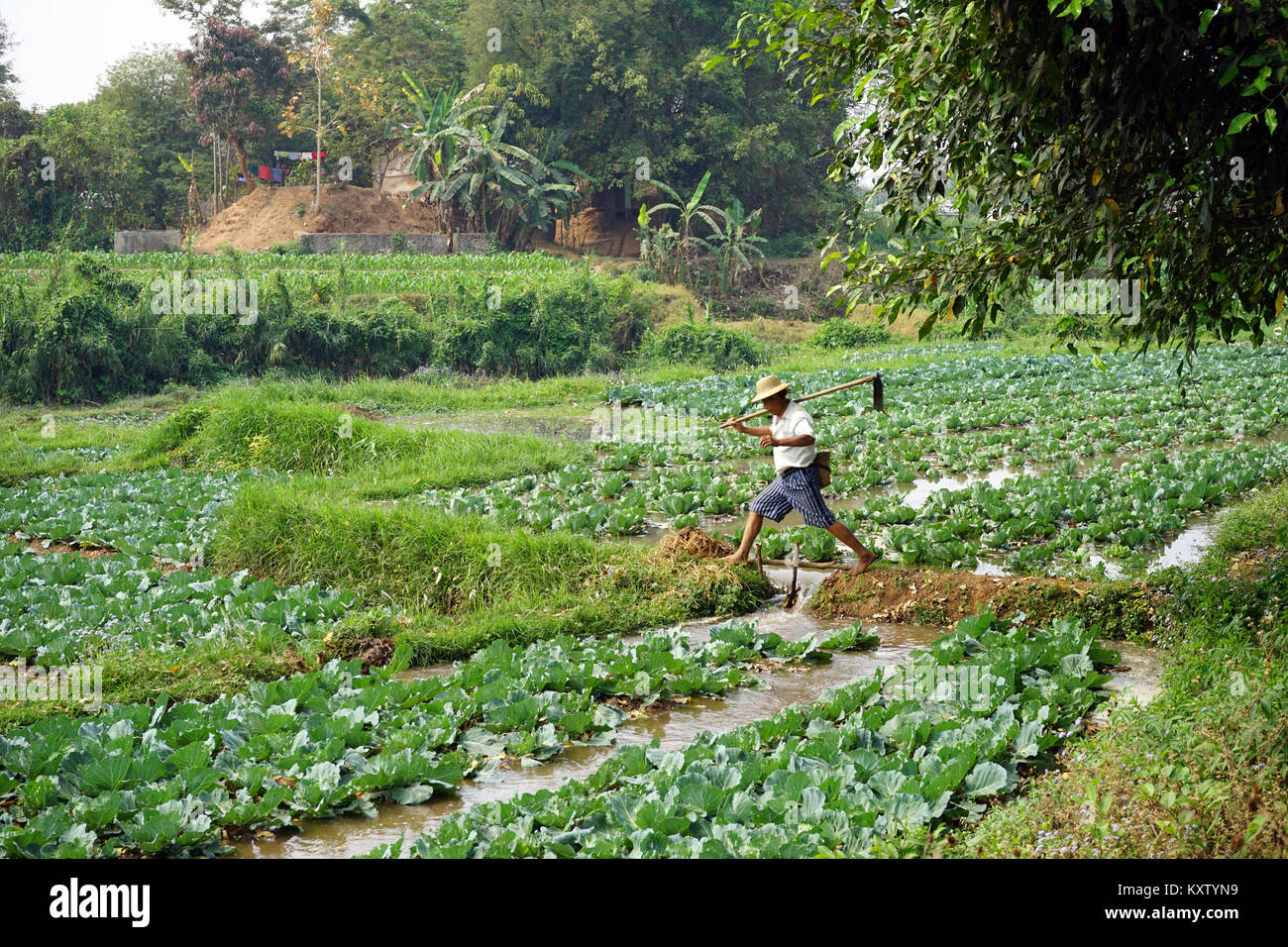 Farmer jump in cabbage garden in Myanmar Stock Photo - Alamy