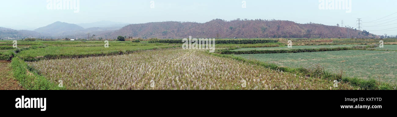 Panorama of farm fields in Myanmar Stock Photo - Alamy