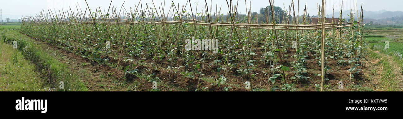 Panorama of farm fields in Myanmar Stock Photo - Alamy