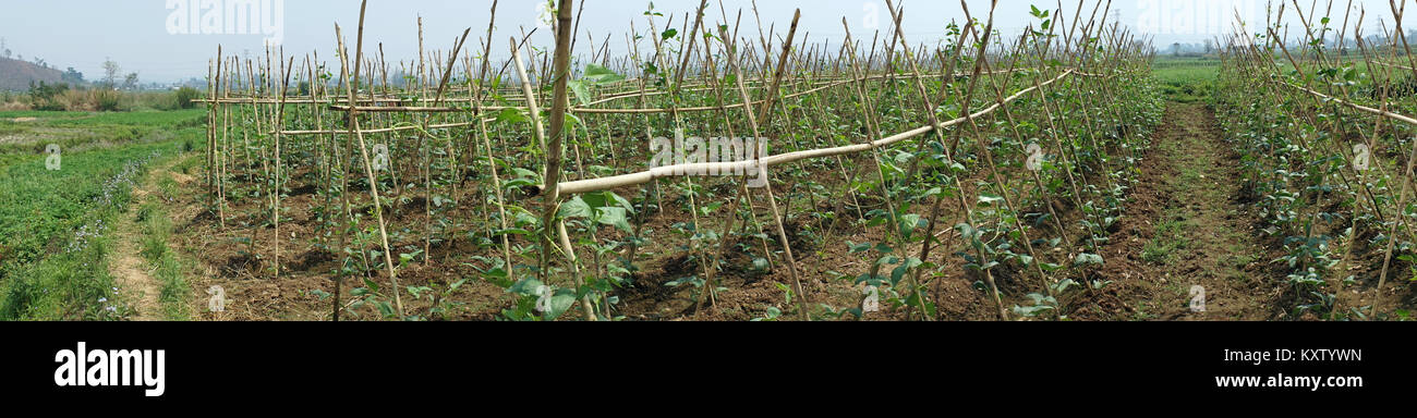 Panorama of farm fields in Myanmar Stock Photo - Alamy