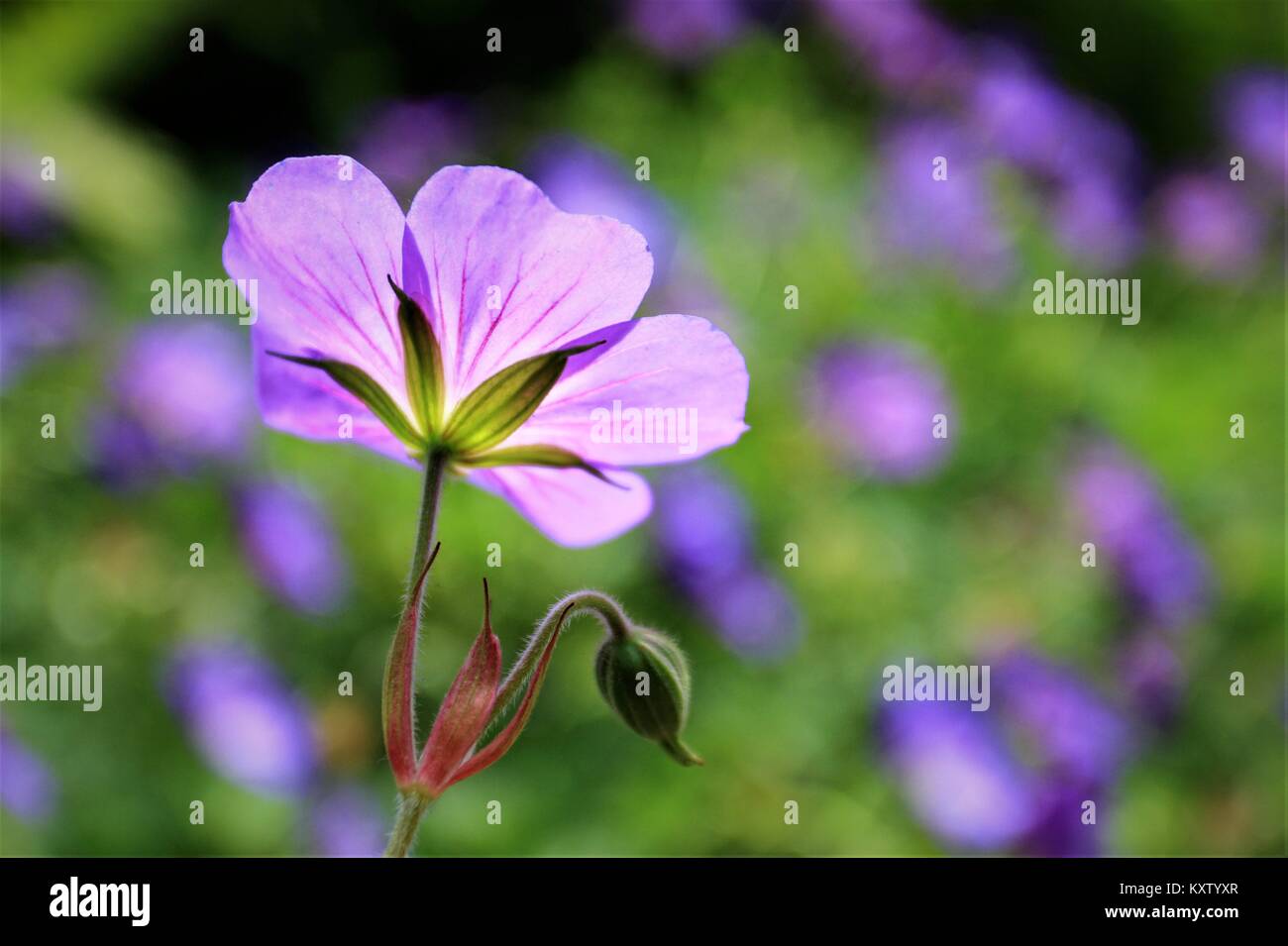 Backside of beauty Stock Photo - Alamy