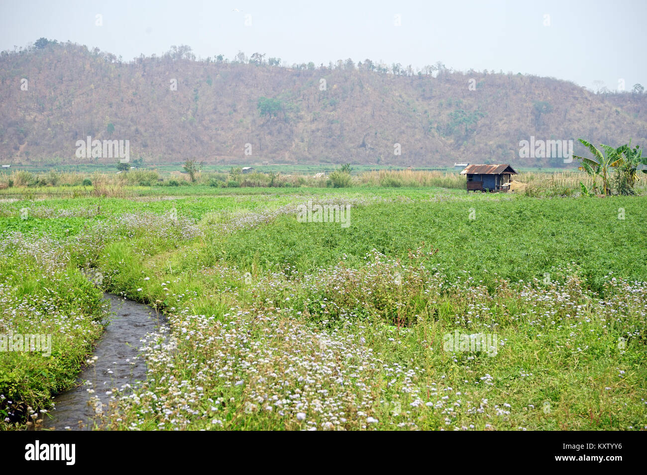 Field with flowers, green grass and river Stock Photo - Alamy