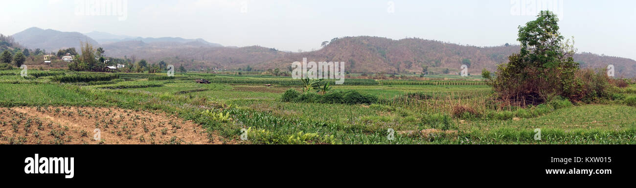 Panorama of green farm fields in Myanmar Stock Photo - Alamy