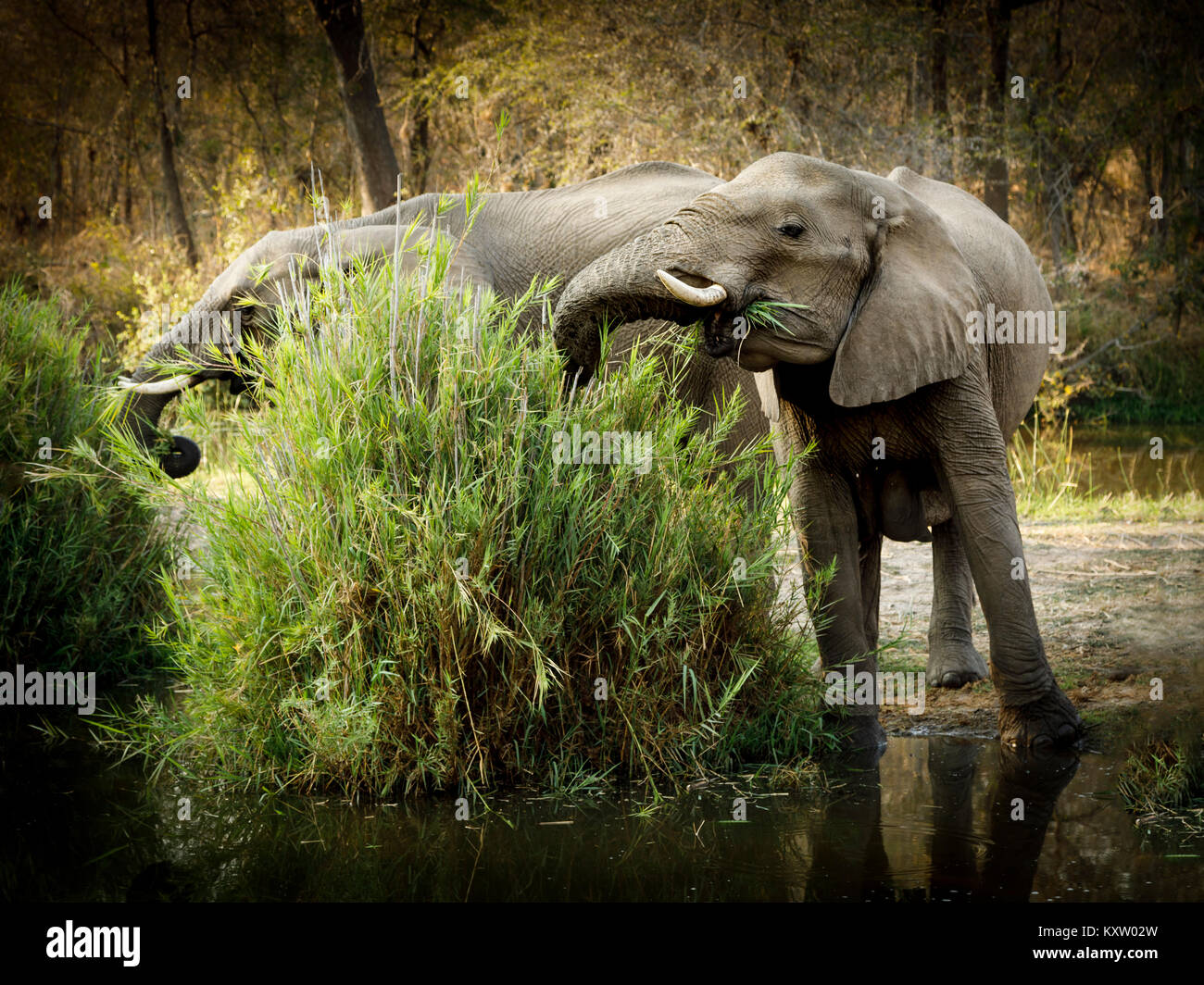 African elephant trunk feeding wildlife hi-res stock photography and ...