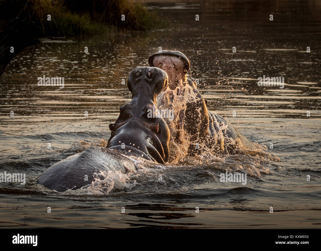 Semi submerged hippo hi-res stock photography and images - Alamy