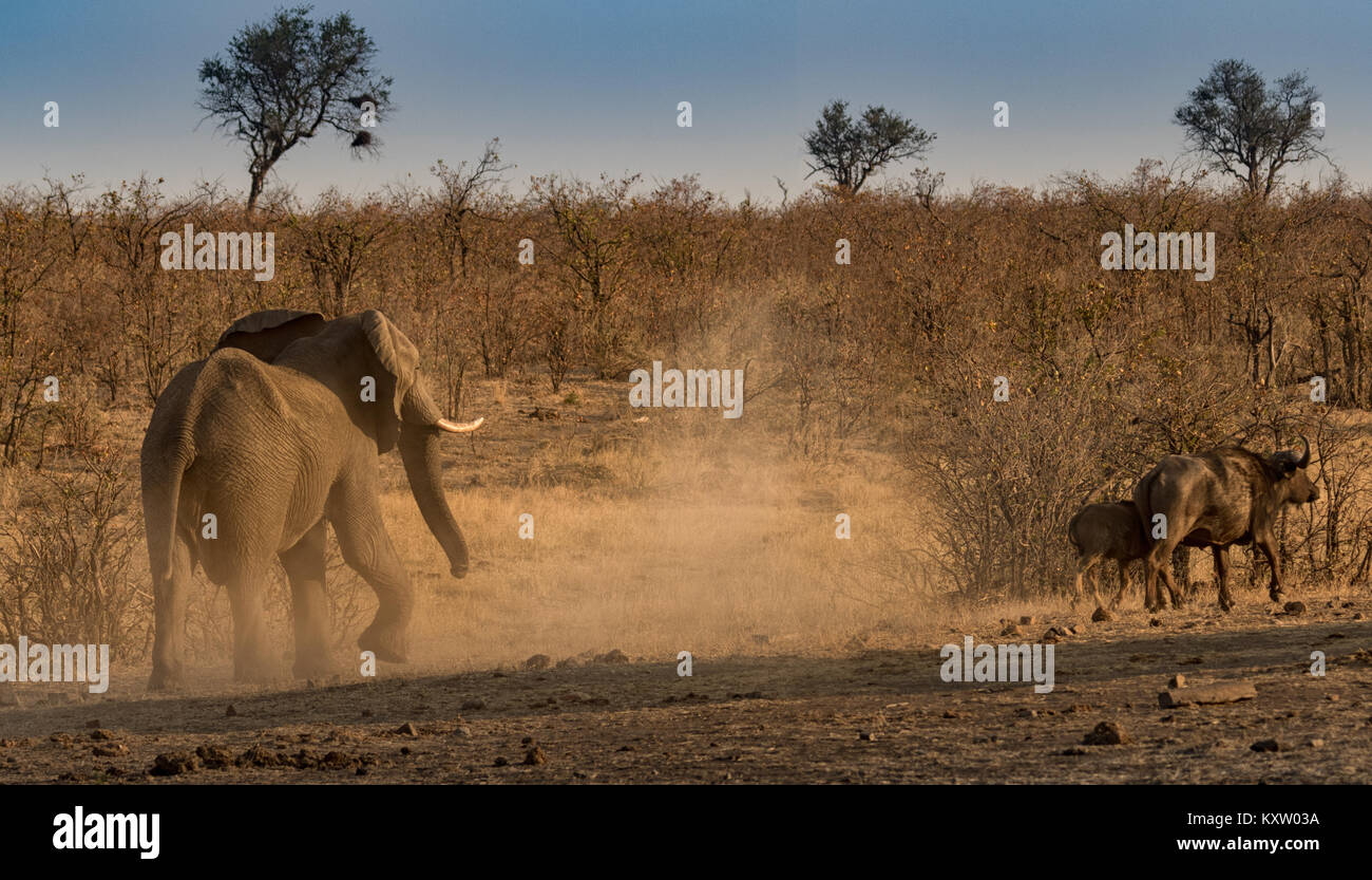 Battle of buffalo hi-res stock photography and images - Alamy