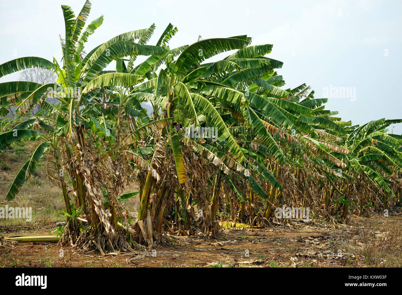 Row of banana trees near farm field Stock Photo - Alamy