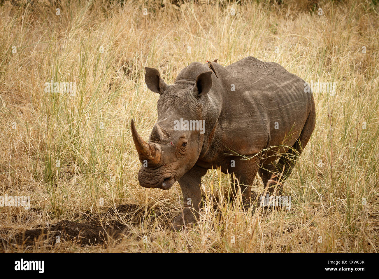 Rhinoceros midden hi-res stock photography and images - Alamy