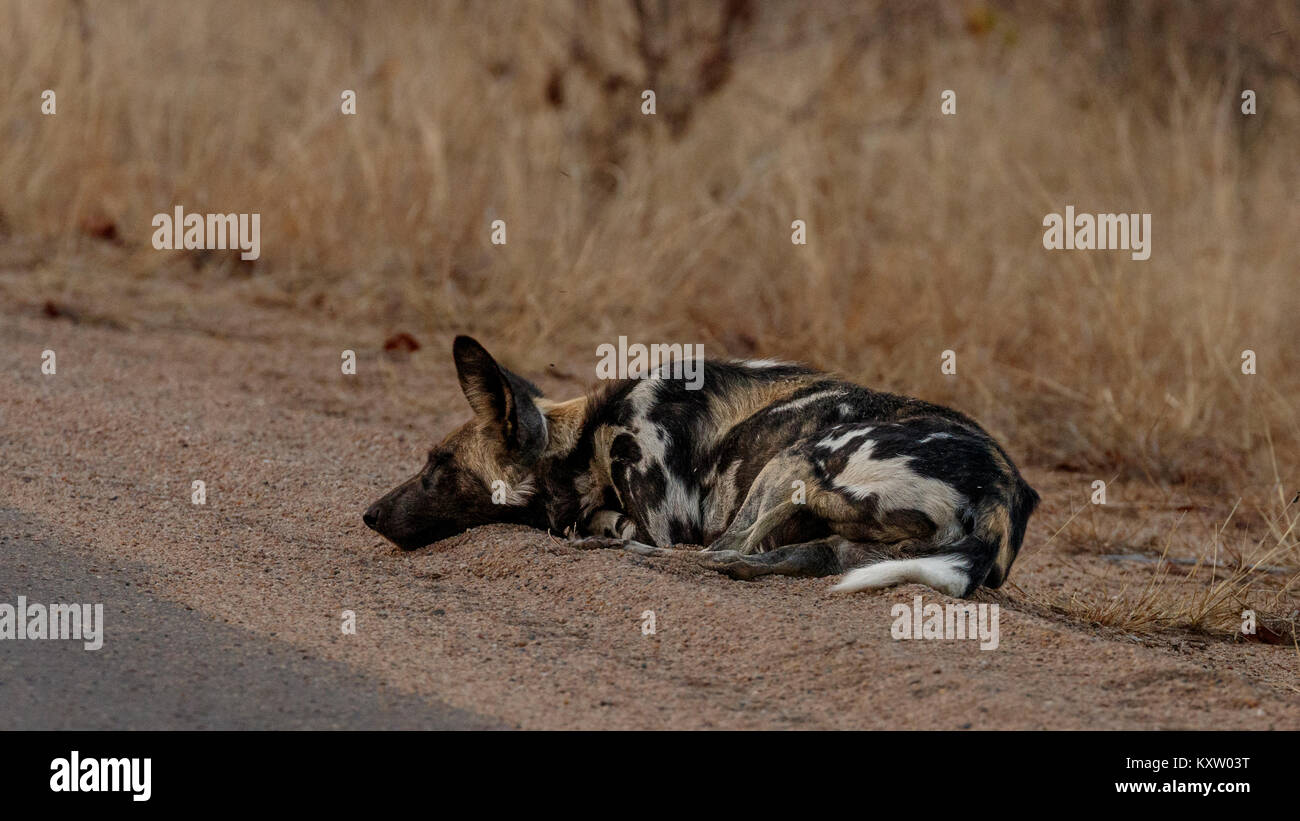 African Wild Dog Resting at the Roadside Stock Photo - Alamy