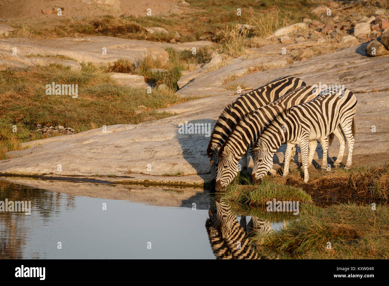 Zebra drinking hi-res stock photography and images - Alamy