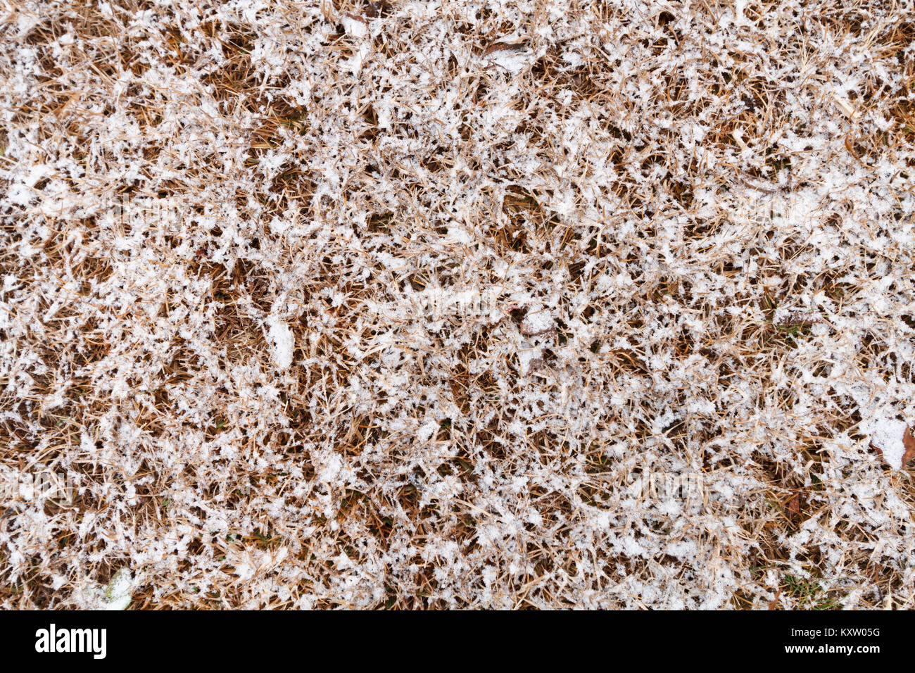 A fresh light snow accumulation has fallen on brown grass in the winter ...