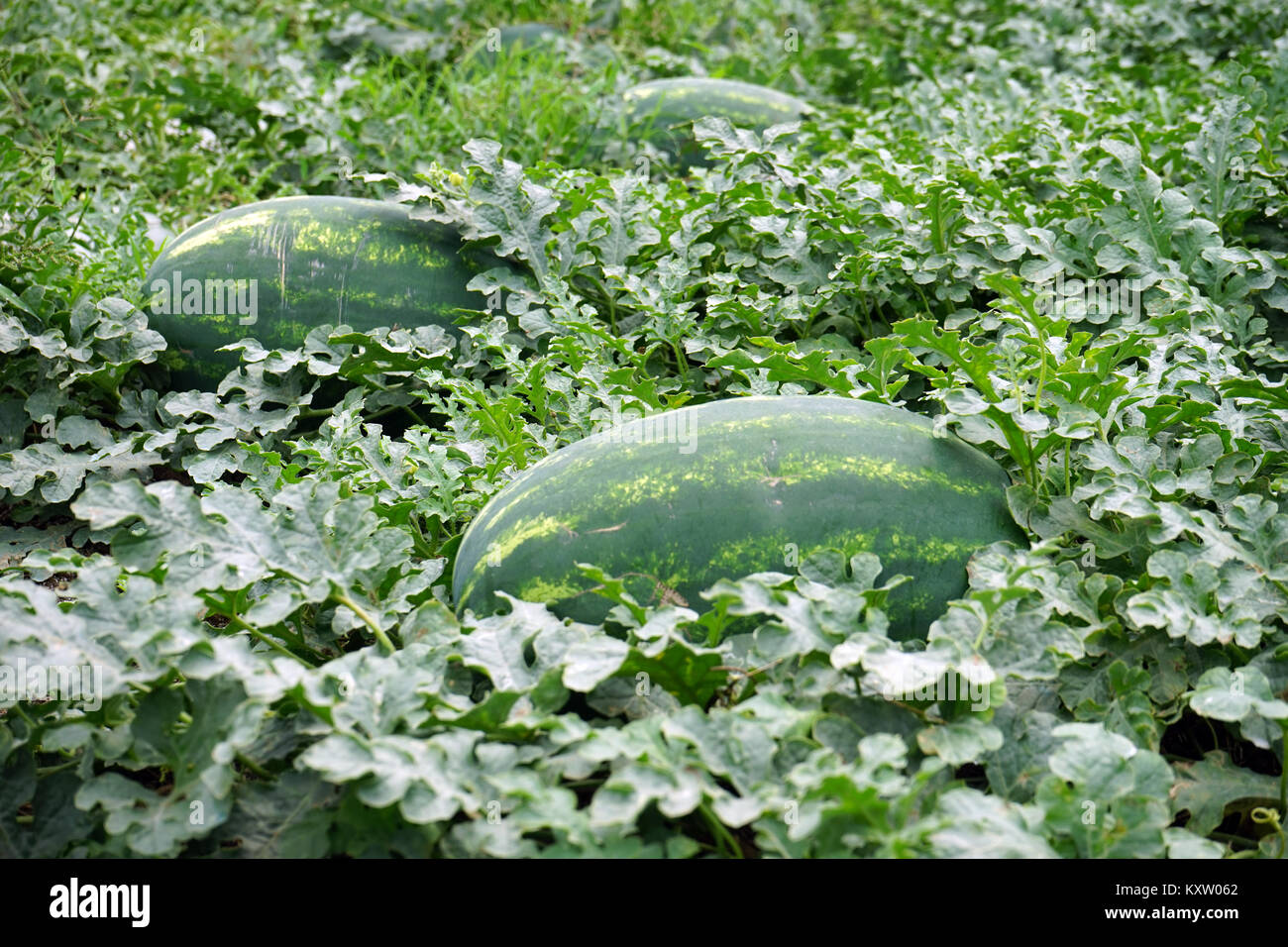 Watermelon on the farm field Stock Photo - Alamy